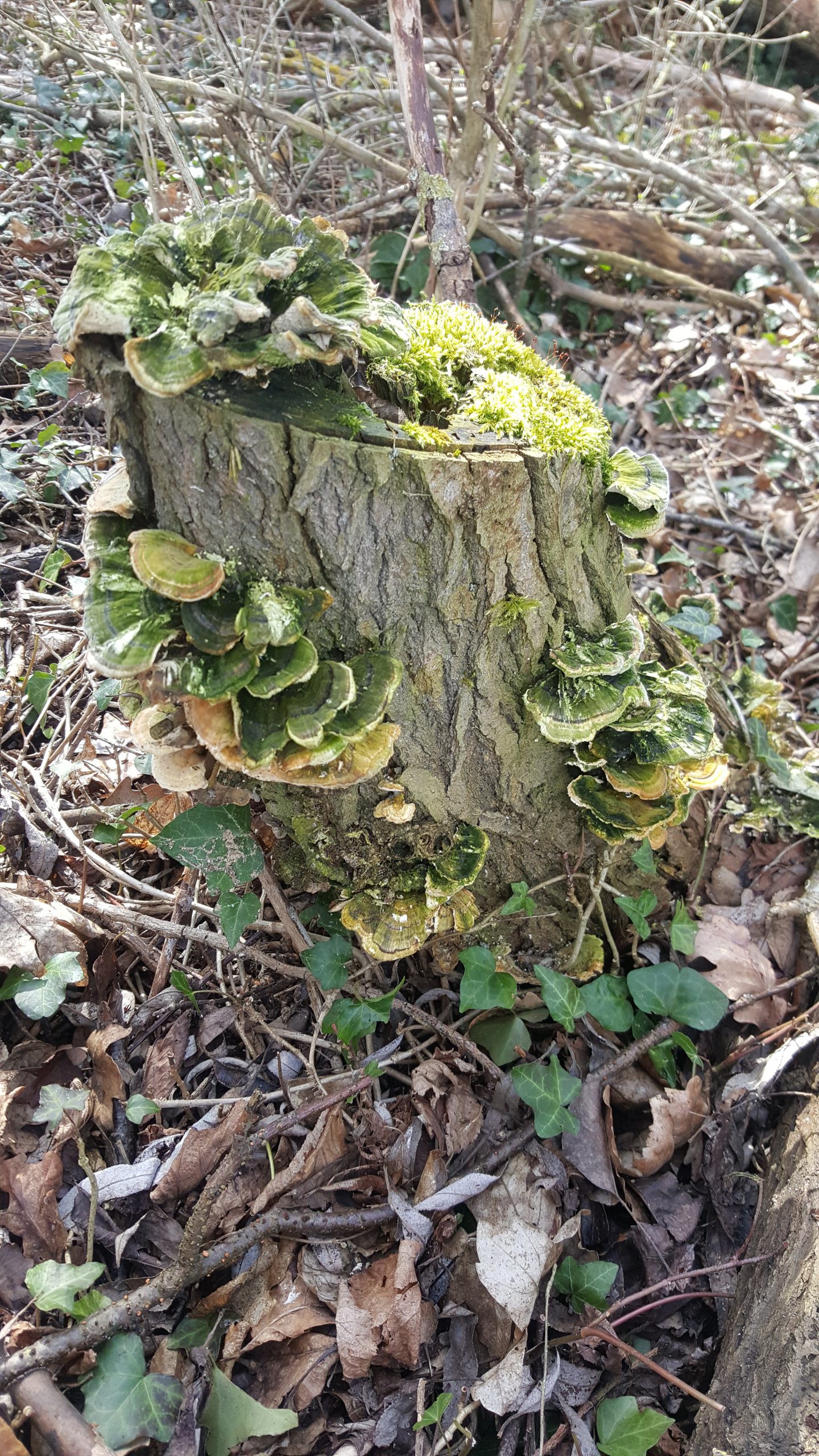 Die Vogelinsel im Altmühlsee - Entdecke Natur
