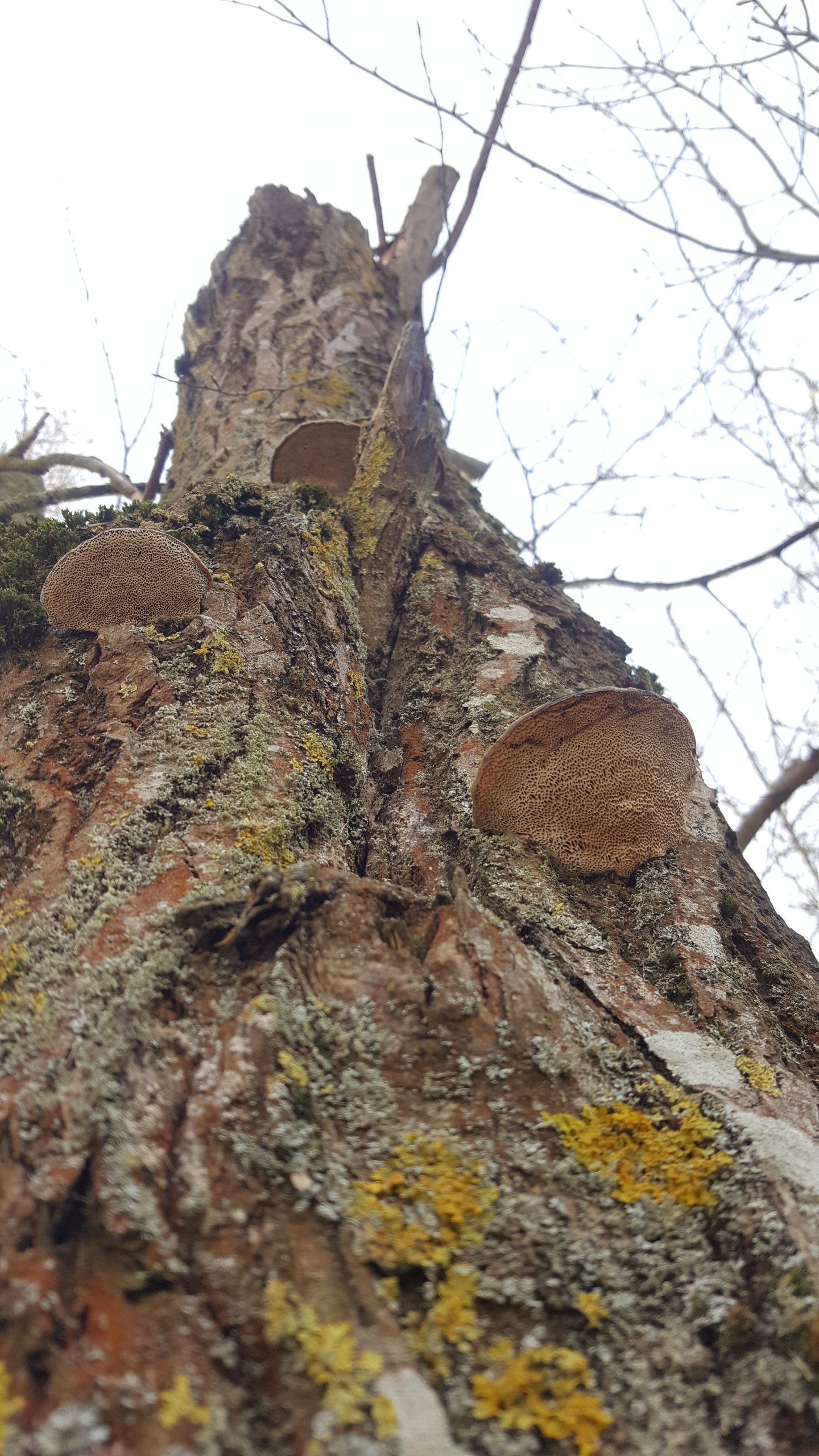 Die Vogelinsel im Altmühlsee - Natur entdecken