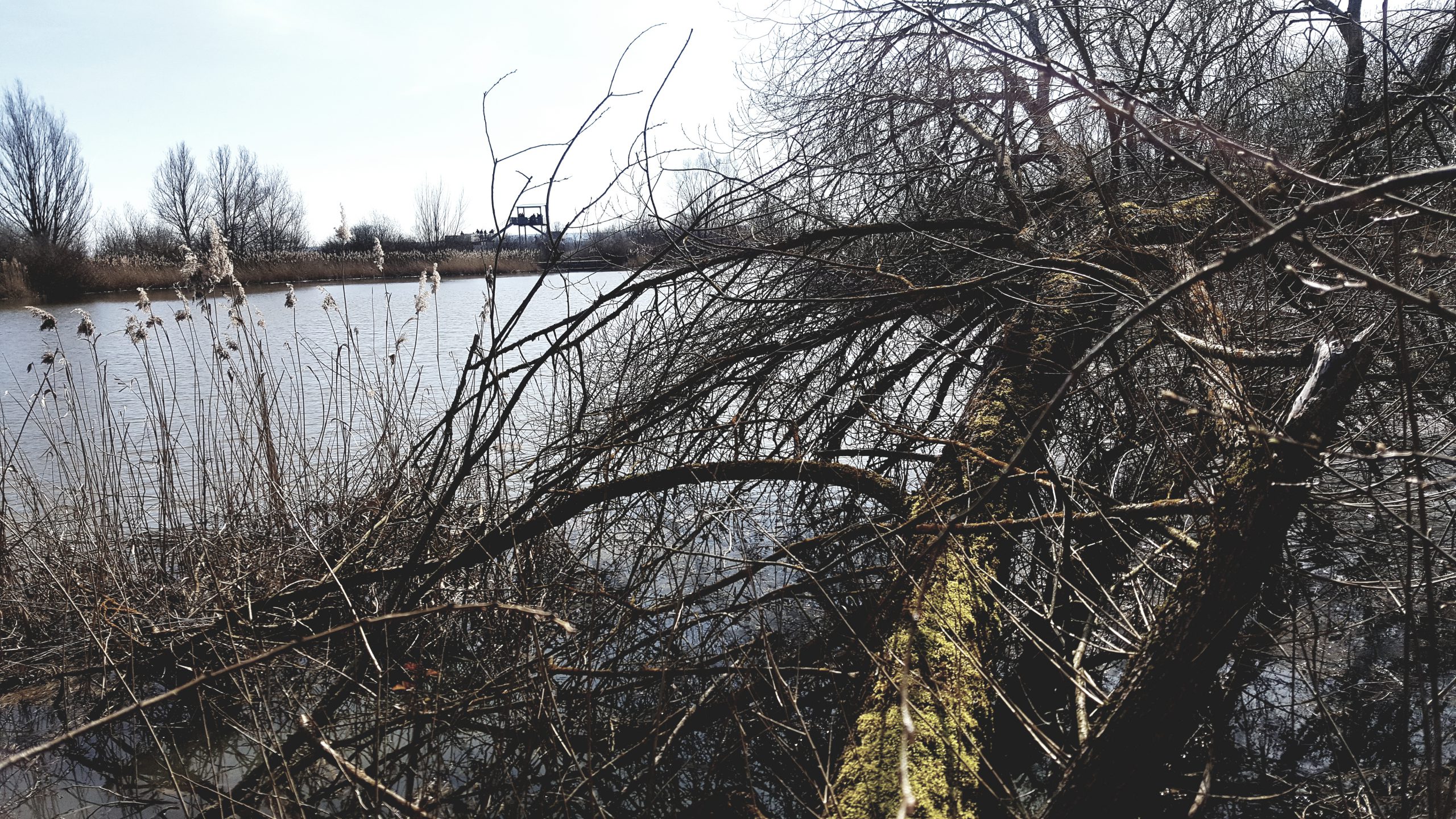 Die Vogelinsel im Altmühlsee - Entdecke Natur