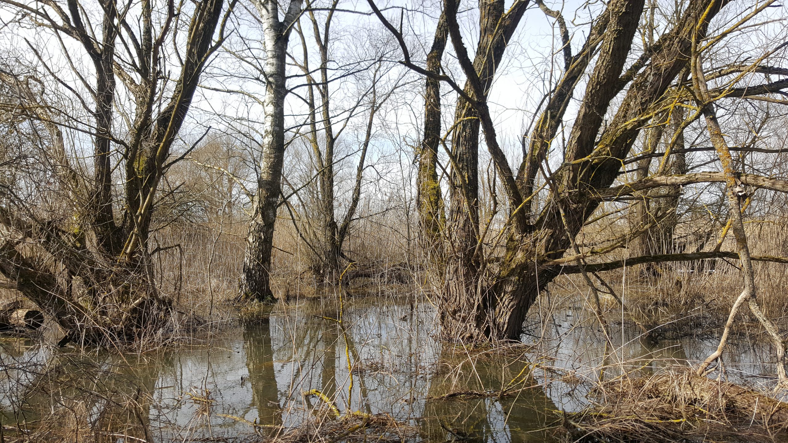 Die Vogelinsel im Altmühlsee - Natur entdecken